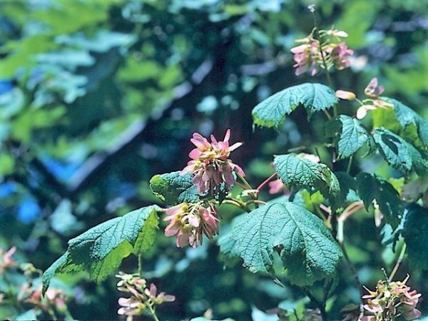 Pollinator Trees | Honeytree Nursery