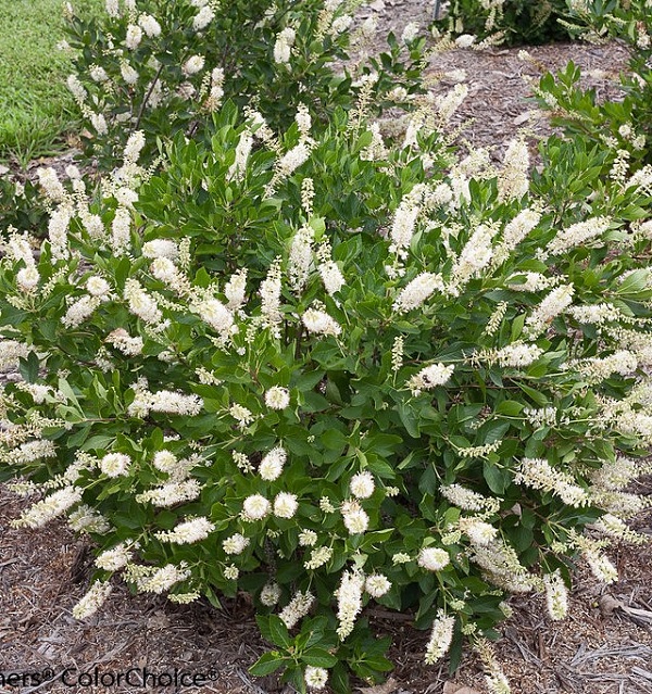 Summersweet – Hummingbird (Clethra alnifolia) | Honeytree Nursery