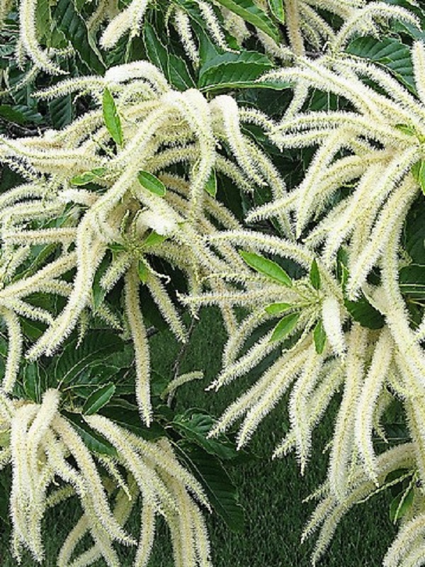 Pollinator Trees | Honeytree Nursery