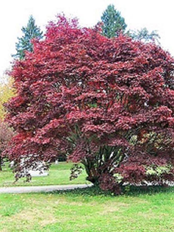 Pollinator Trees | Honeytree Nursery