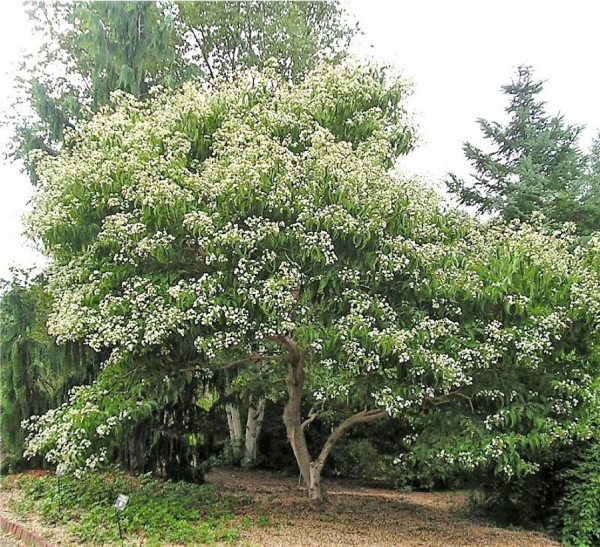 Honeytree Nursery | Save A Bee. Plant A Tree.